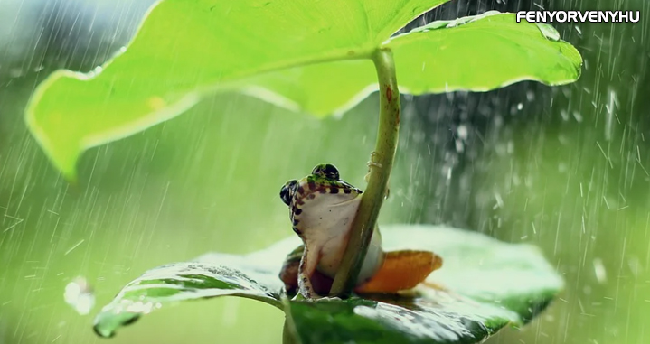 Tanmesék: A békák példázata | FÉNYÖRVÉNY